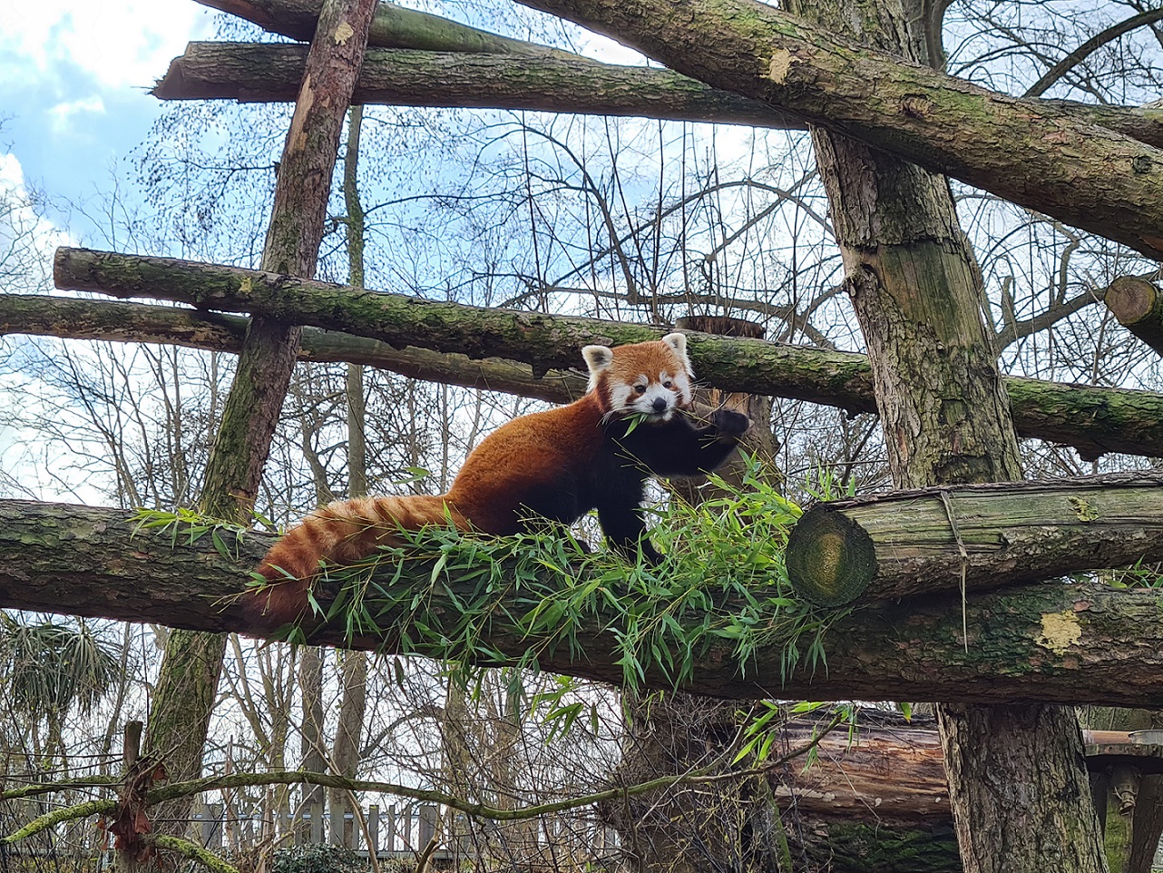 Dites bonjour à Ruaridh, le nouveau panda roux du zoo de Lille - 23/02 ...
