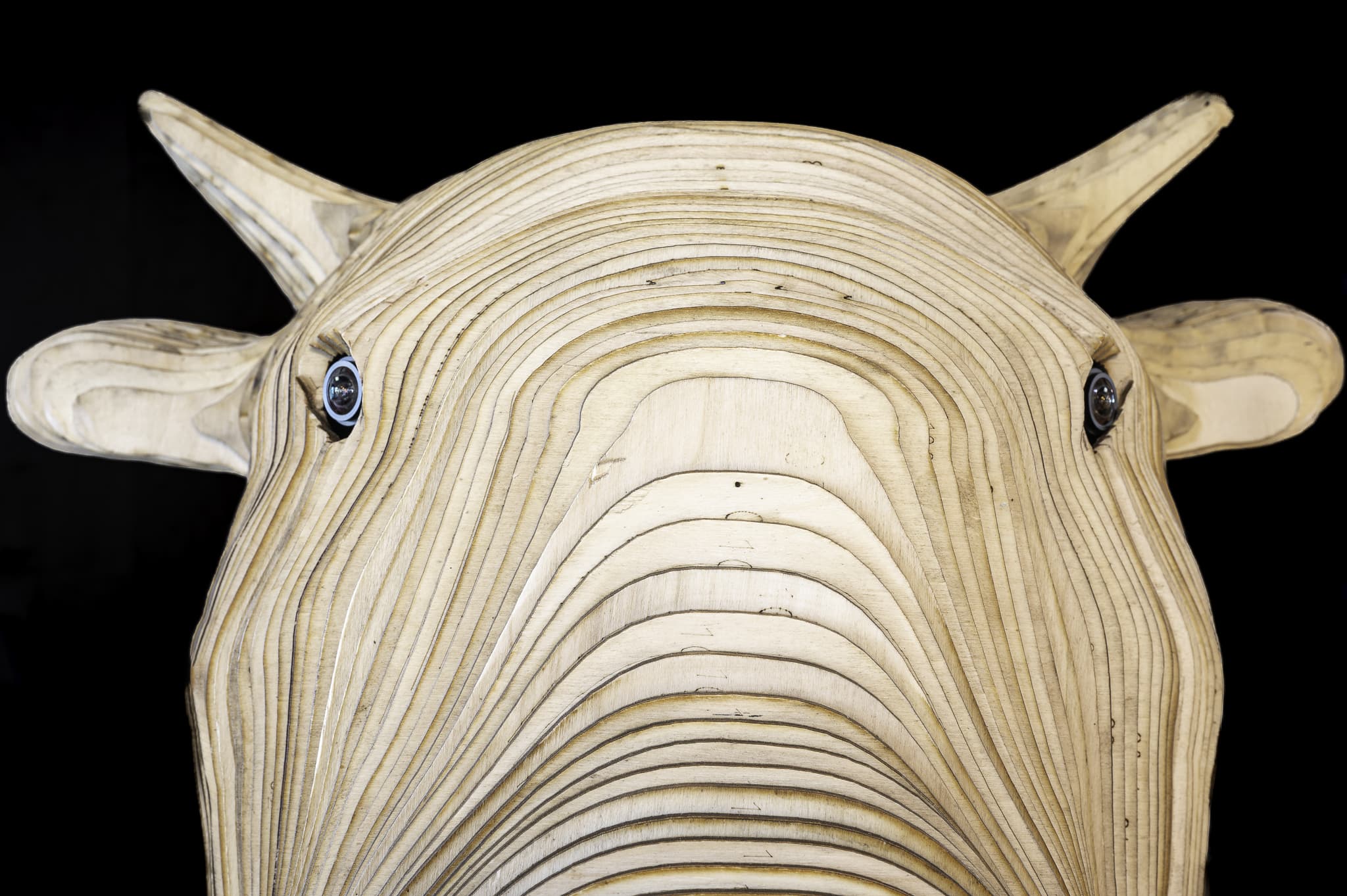 Fin avril, le Zooscope s'installe au musée d'Histoire naturelle de Lille